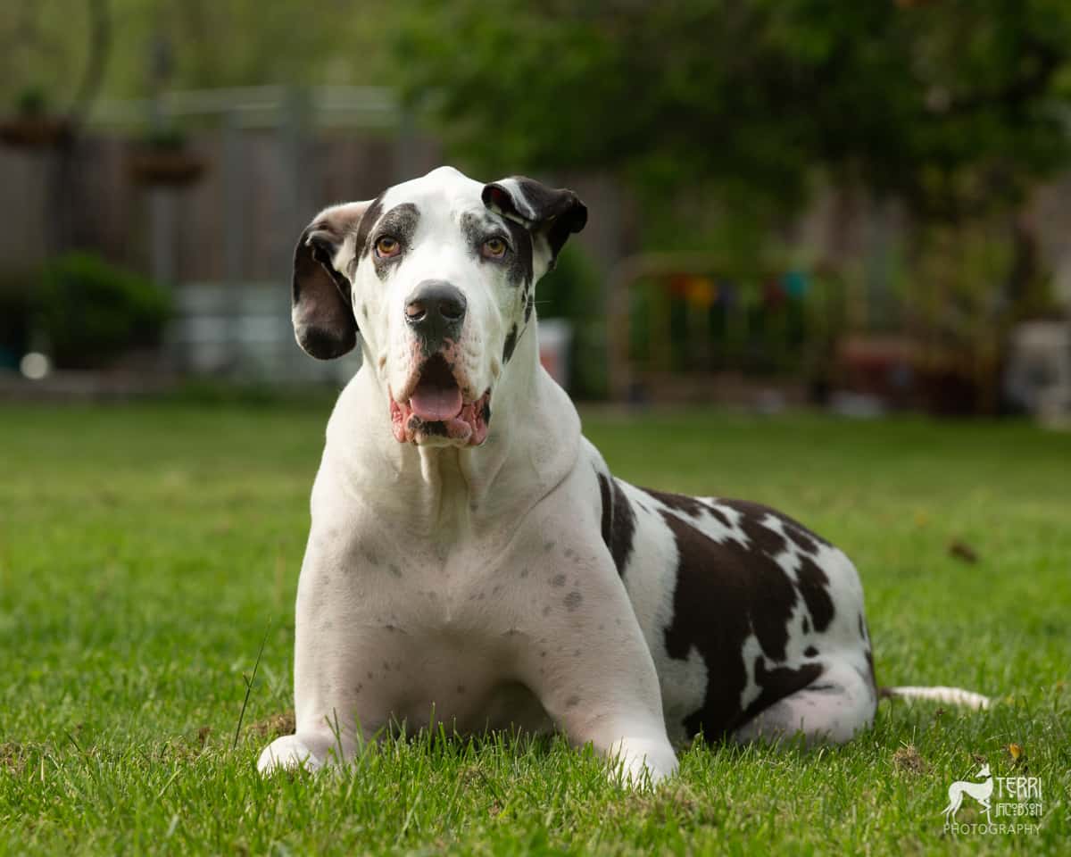 About - Salem Oregon Animal Rehabilitation