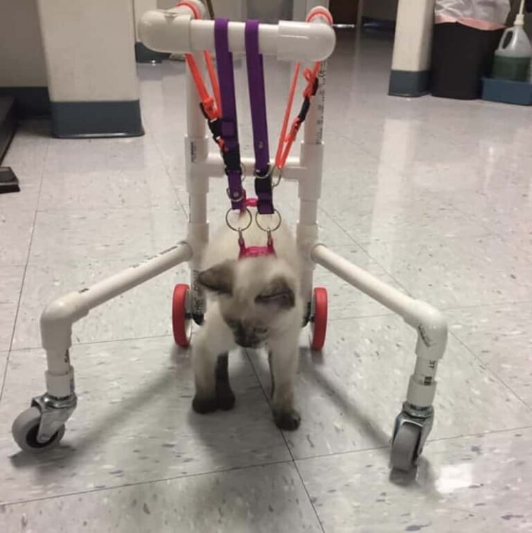 Assistive Devices - Salem Oregon Animal Rehabilitation